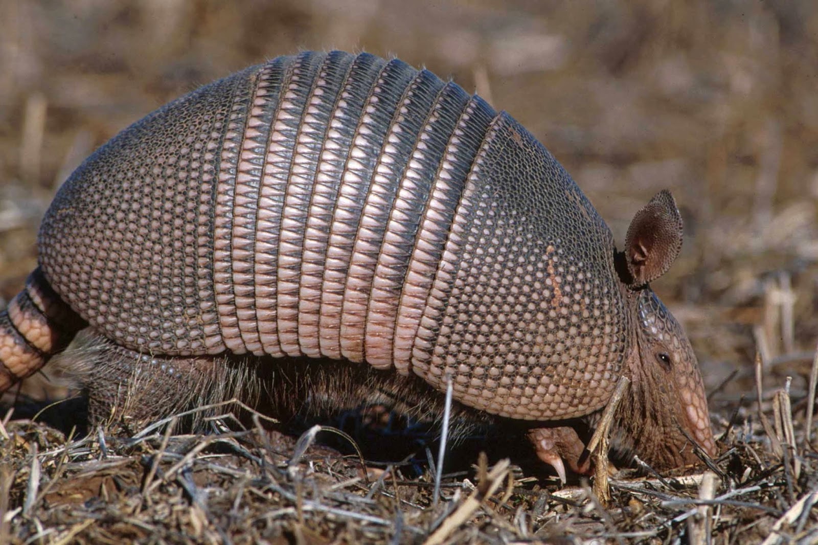 BCE: ANIMAL DE PODER: TATU